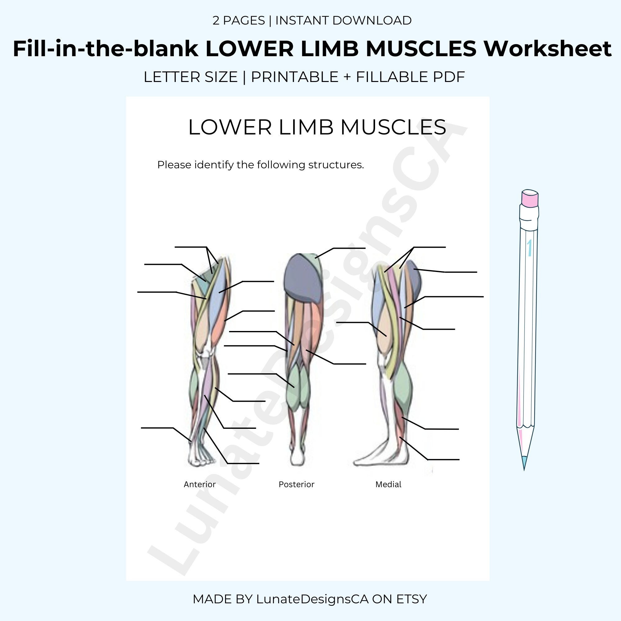 Lower Limb Muscles Diagram