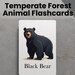 Temperate Forest Animal Printable Flash Cards Learning Tool for ...