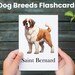 Dog Breeds Printable Flash Cards Learning Tool for Education About Fun ...