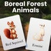 Boreal Forest Animal Printable Flash Cards Learning Tool for Education ...