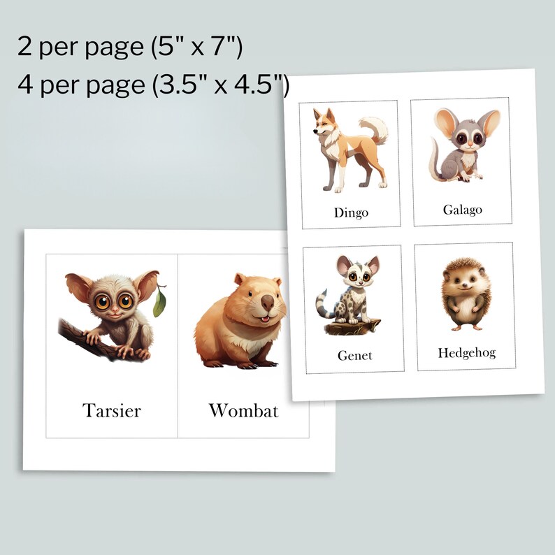 Nocturnal Animal Printable Flash Cards Learning Tool for Education ...