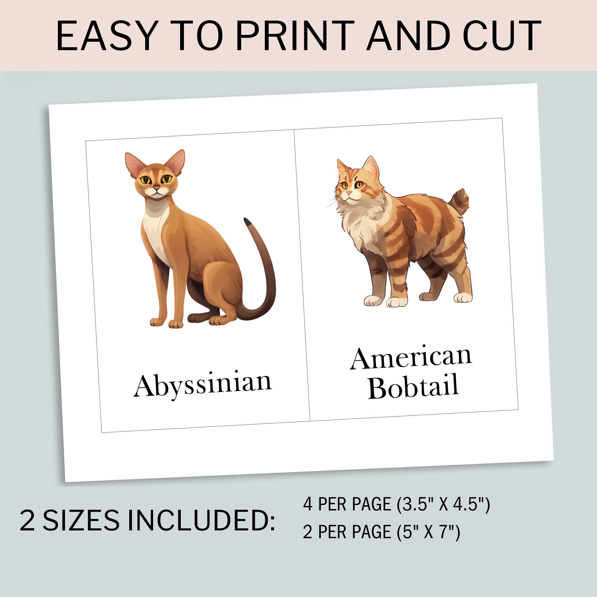 Cat Breed Printable Flash Cards Learning Tool for Education About Fun ...