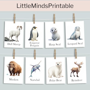Polar Animal Printable Flash Cards Learning Tool for Education About ...