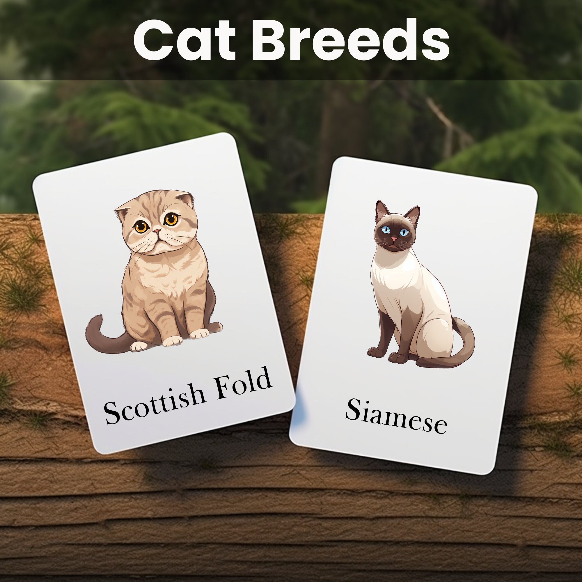 Cat Breed Printable Flash Cards Learning Tool for Education About Fun ...
