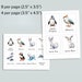Polar Animal Printable Flash Cards Learning Tool for Education About ...