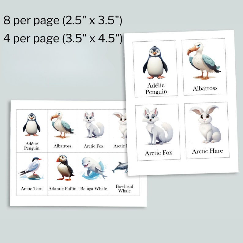 Polar Animal Printable Flash Cards Learning Tool for Education About ...