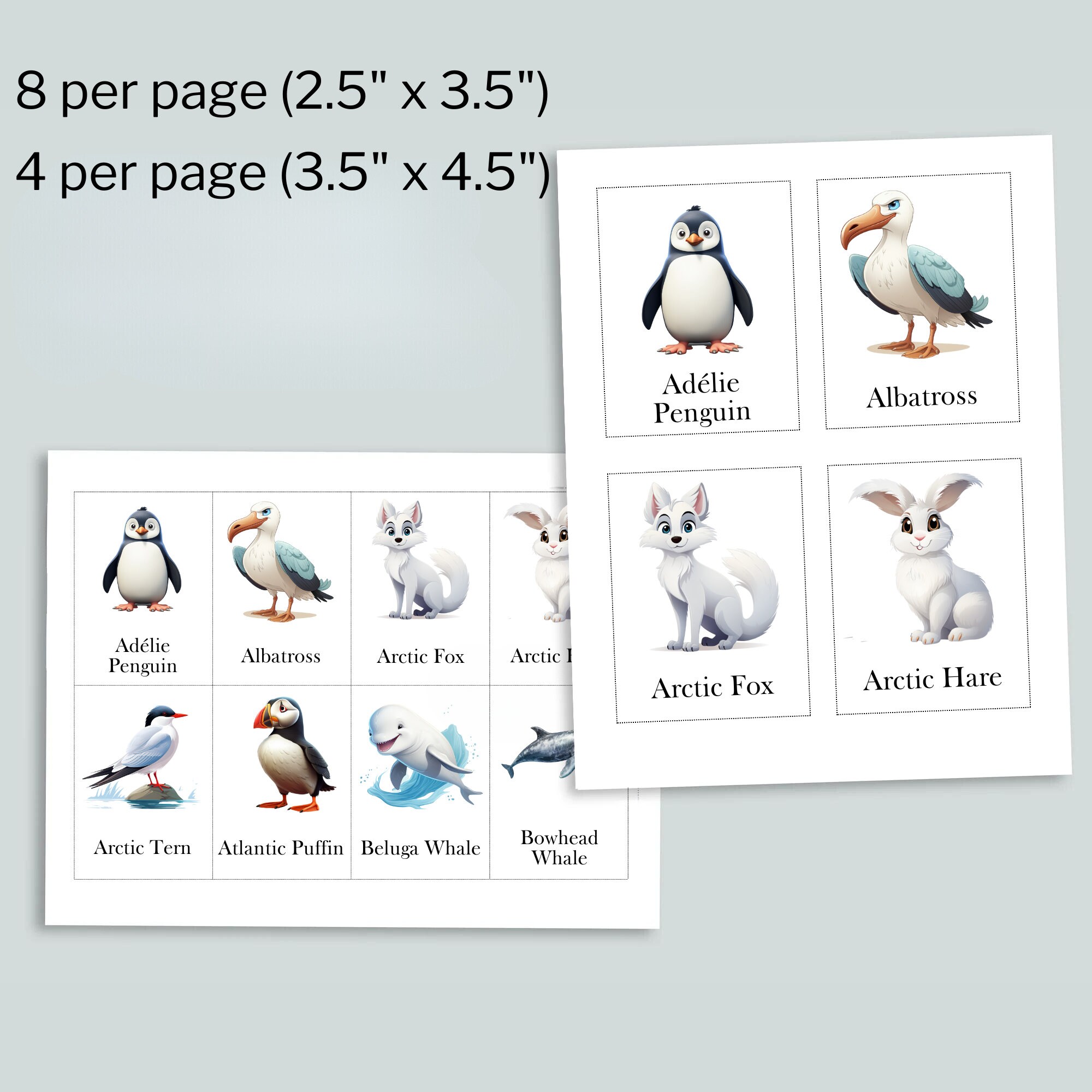 Polar Animal Printable Flash Cards Learning Tool for Education About ...