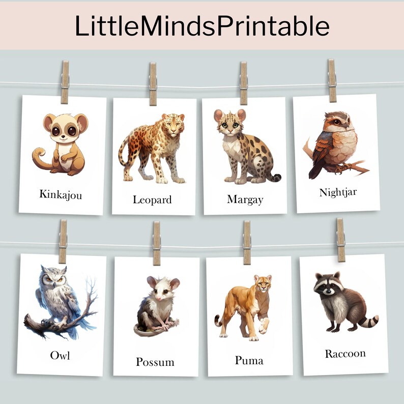 Nocturnal Animal Printable Flash Cards Learning Tool for Education ...