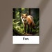 Temperate Forest Printable Animal Flashcards for Kids Printable Animal ...