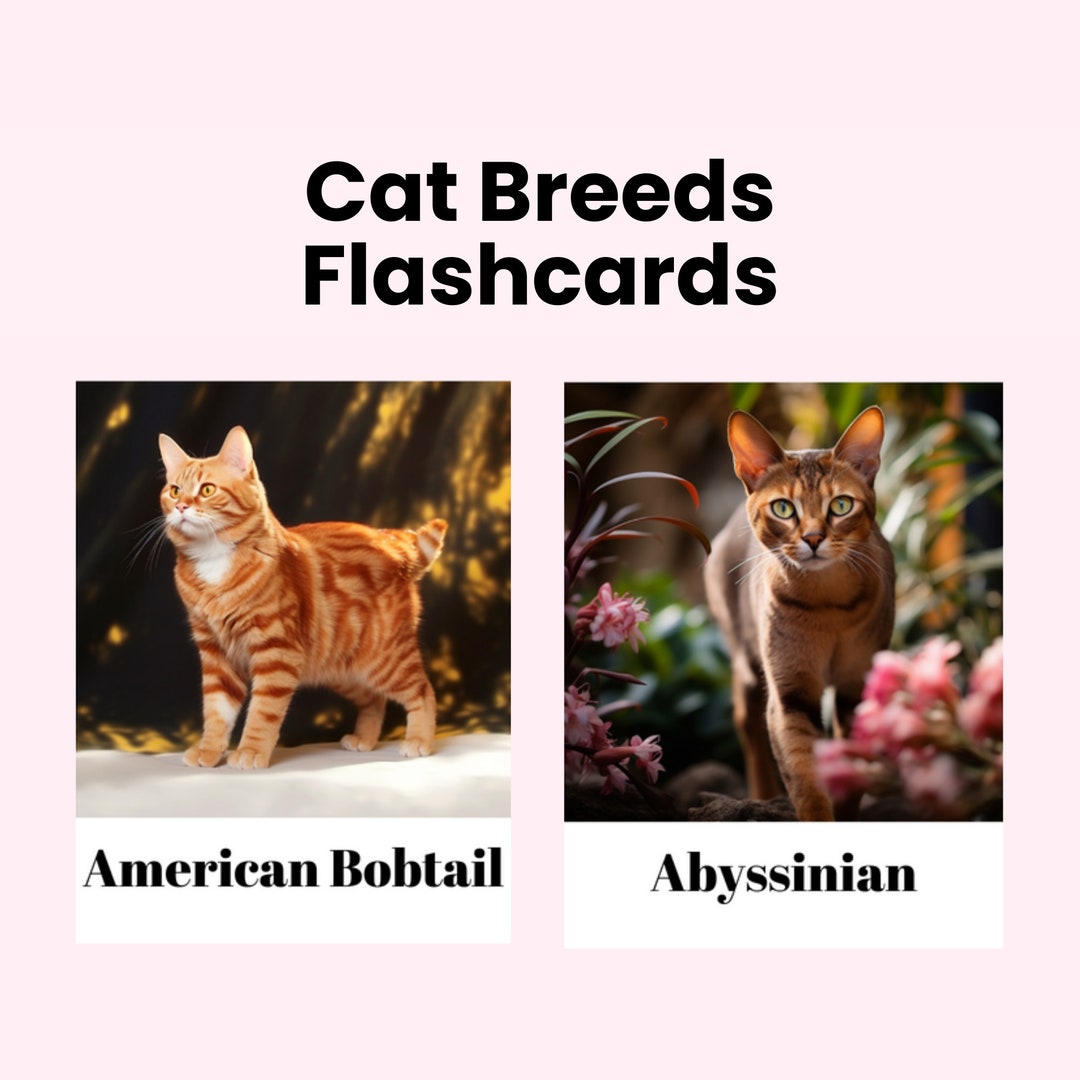 Cat Breeds Flashcards Educational Printable Flashcards for Kids ...