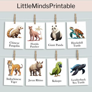 Endangered Printable Flash Cards Learning Tool for Education About Fun ...