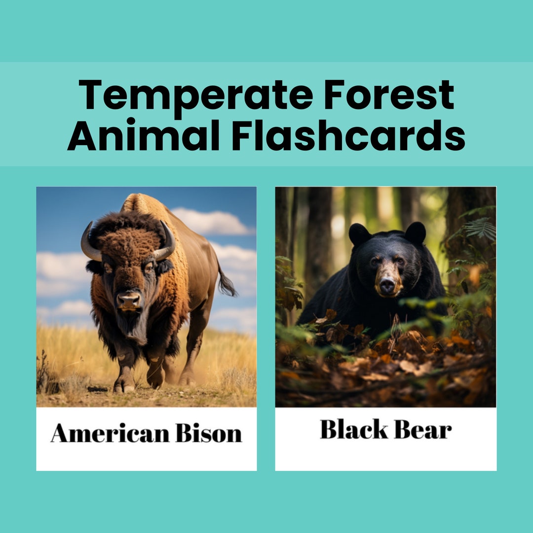 Temperate Forest Printable Animal Flashcards for Kids Printable Animal ...
