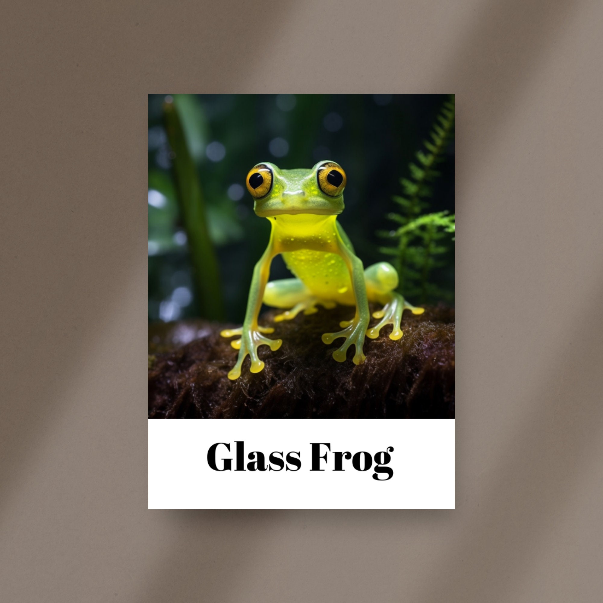 Tropical Rainforest Animal Printable Flashcards for Kids Printable ...