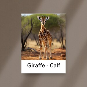 Baby Animal Flashcards Educational Printable Flashcards for Kids ...