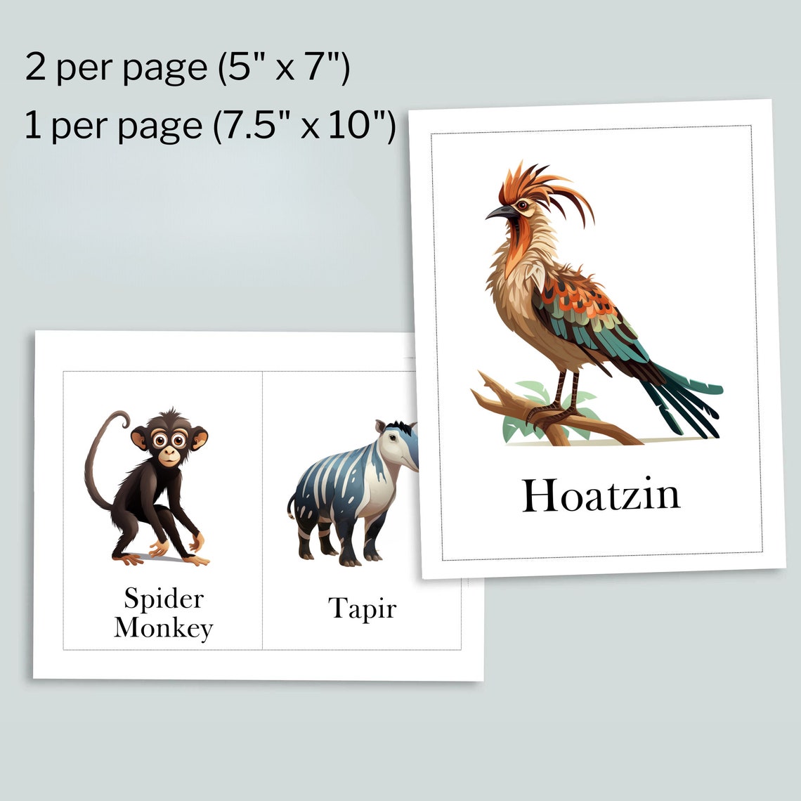 Tropical Rainforest Animal Printable Flash Cards Learning Tool - Etsy