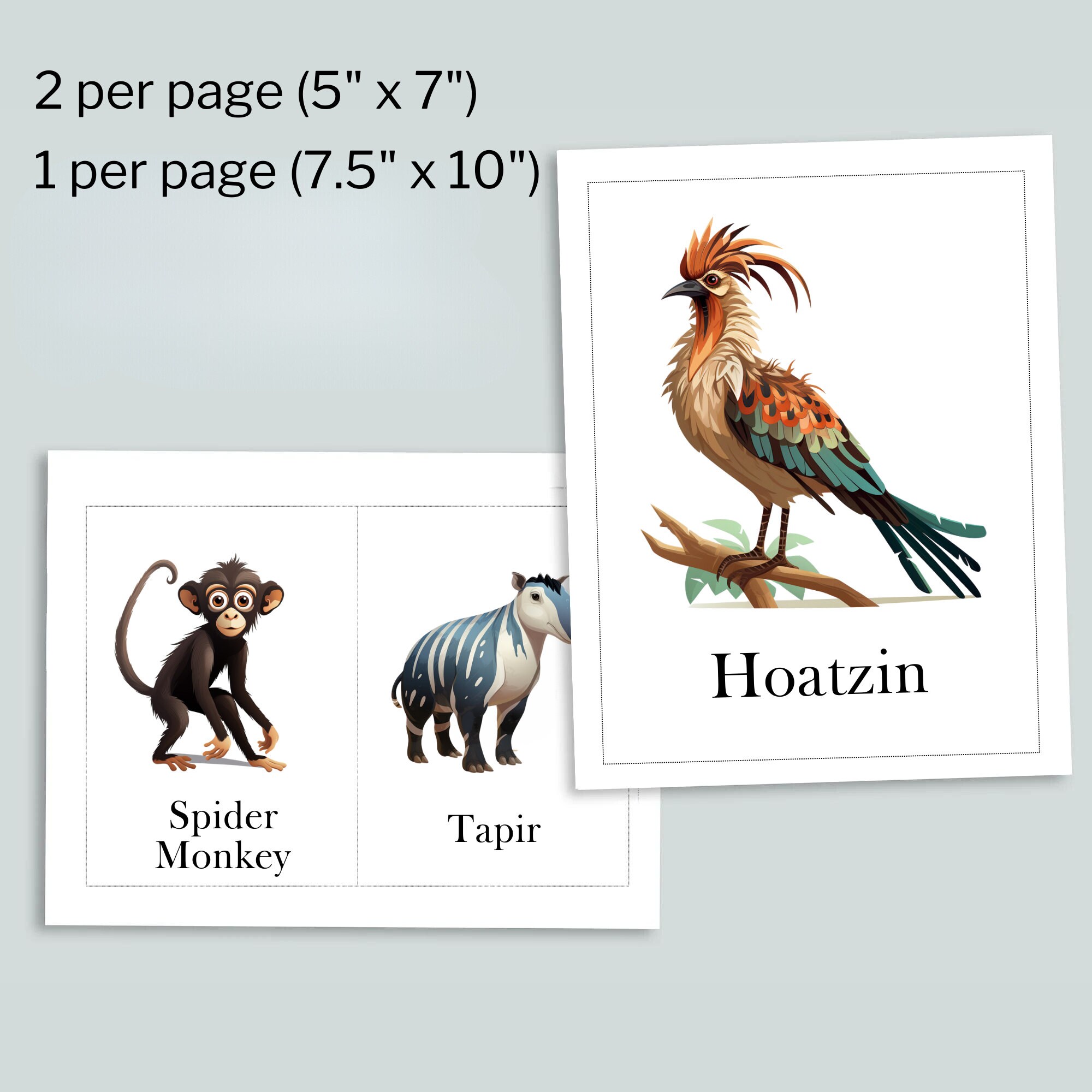 Tropical Rainforest Animal Printable Flash Cards Learning Tool for ...