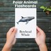 Polar Animal Printable Flash Cards Learning Tool for Education About ...