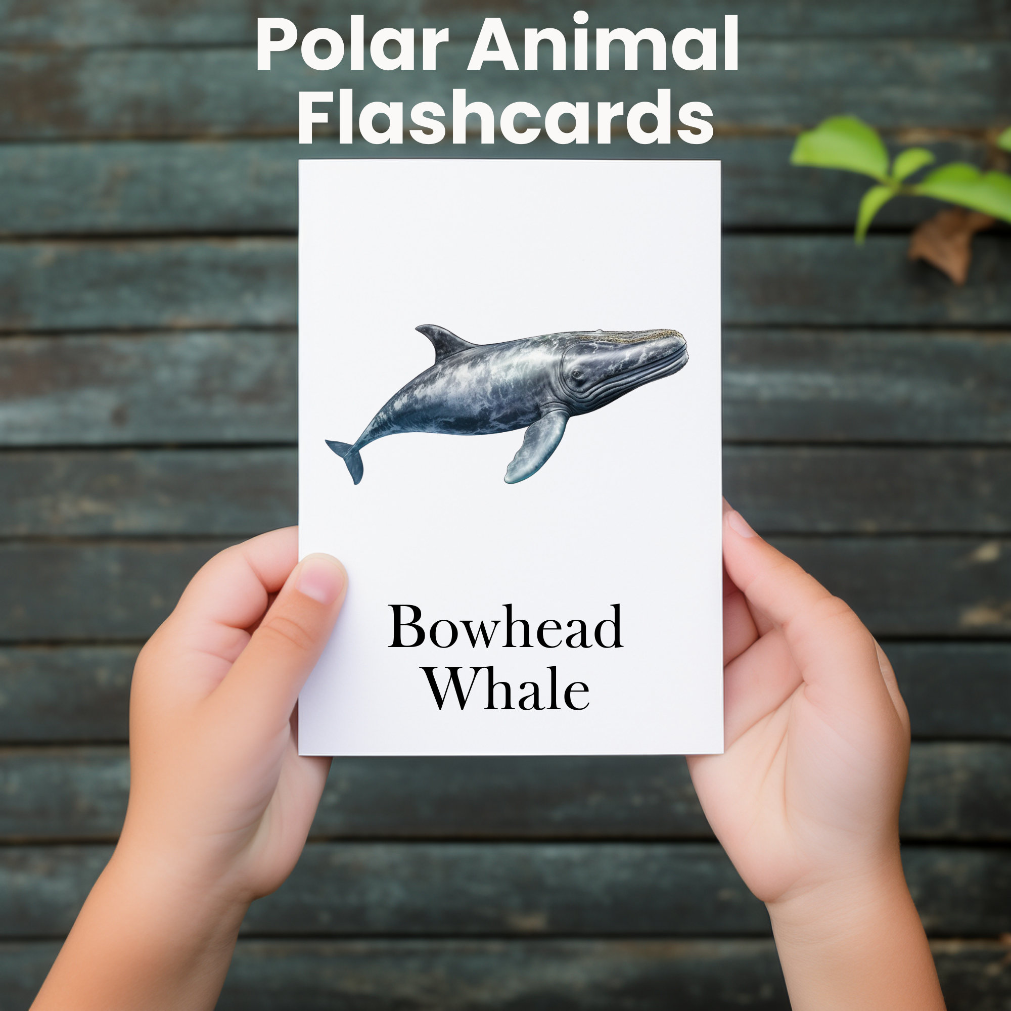 Polar Animal Printable Flash Cards Learning Tool for Education About ...