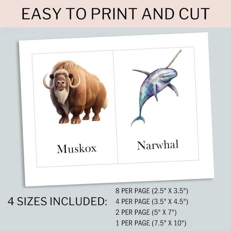 Polar Animal Printable Flash Cards Learning Tool for Education About ...
