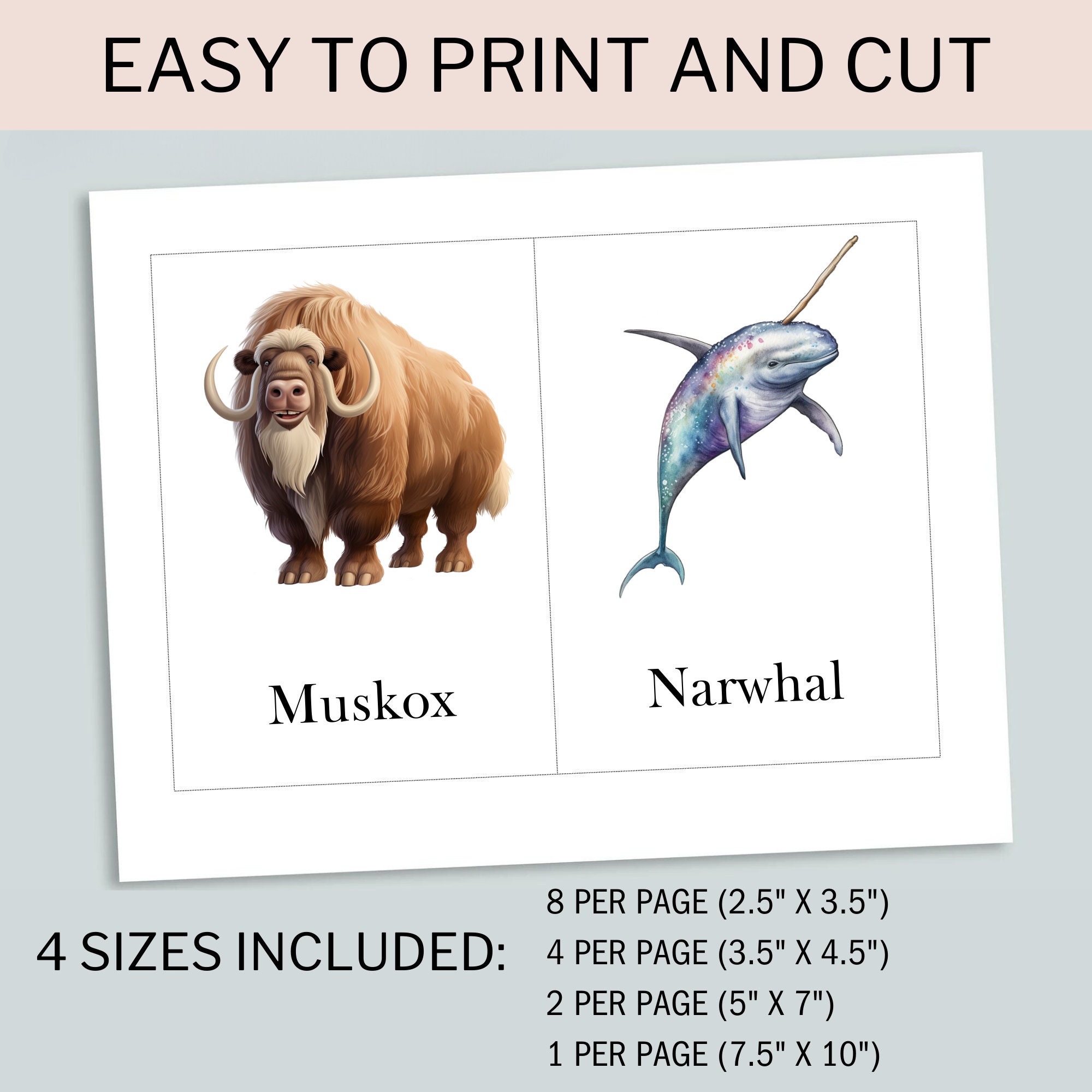 Polar Animal Printable Flash Cards Learning Tool for Education About ...