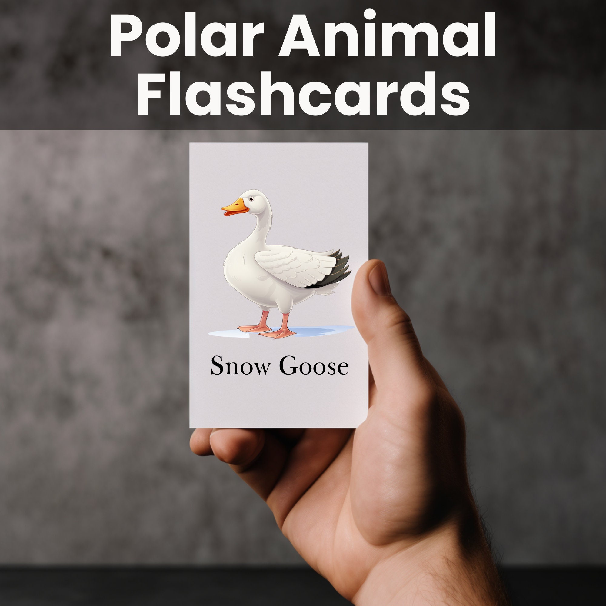 Polar Animal Printable Flash Cards Learning Tool for Education About ...