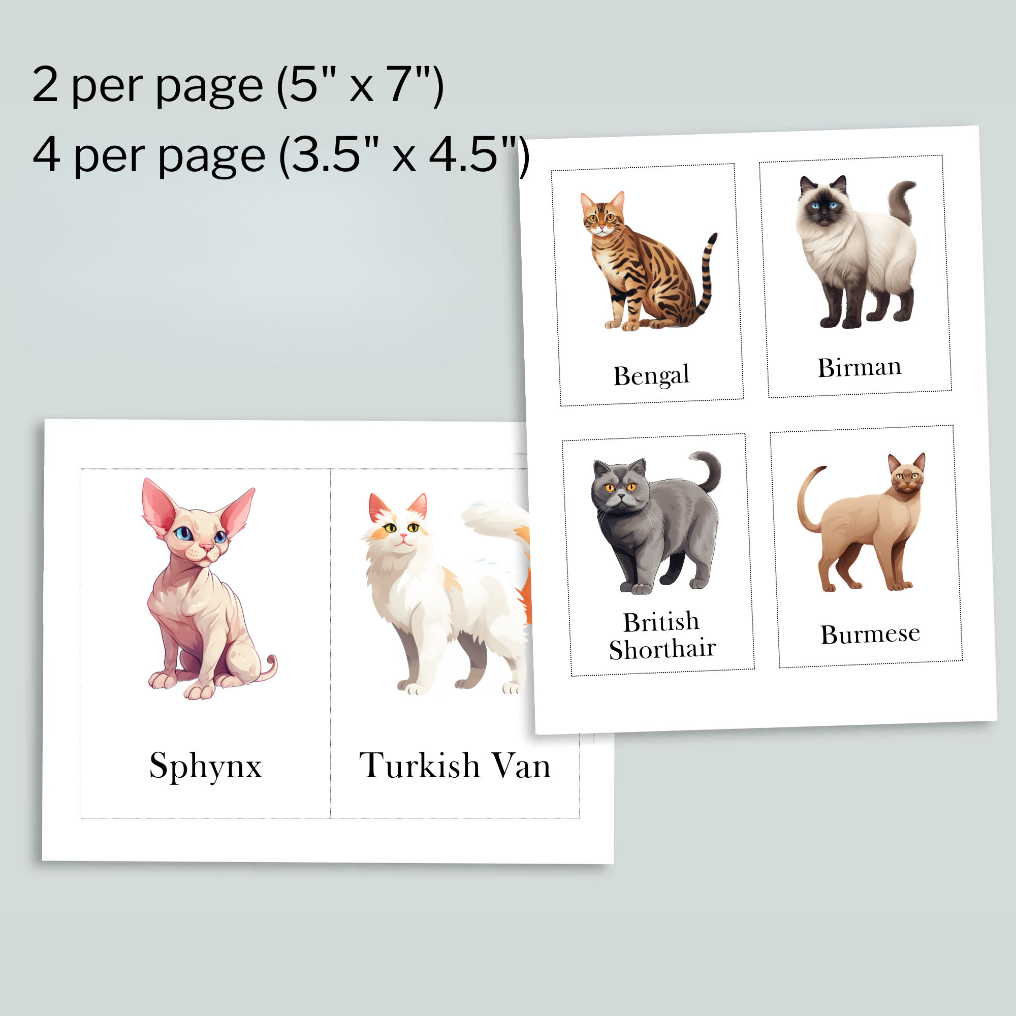 Cat Breed Printable Flash Cards Learning Tool for Education About Fun ...