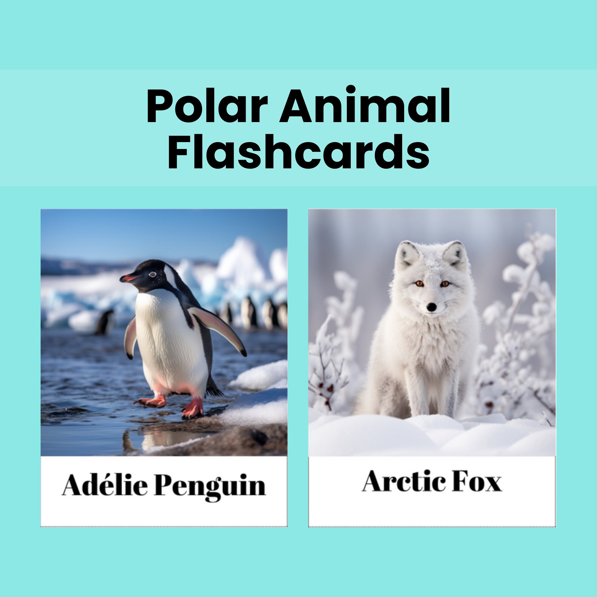 Polar Animal Kids Flashcards for Montessori Educational With Realistic ...