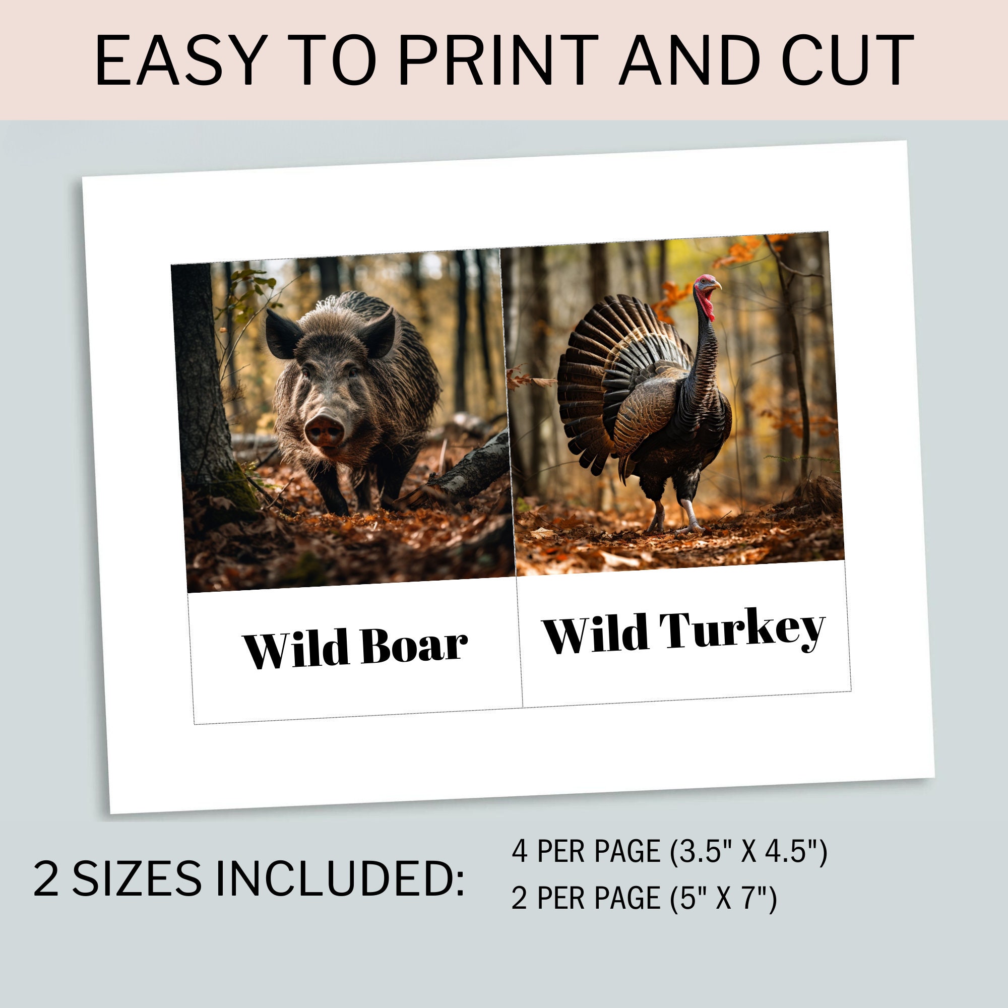 Temperate Forest Printable Animal Flashcards for Kids Printable Animal ...