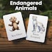 Endangered Printable Flash Cards Learning Tool for Education About Fun ...