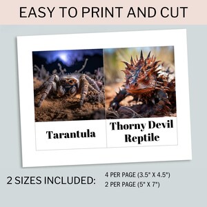 Desert Animal Flashcards Educational Printable Flashcards for Kids ...