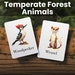 Temperate Forest Animal Printable Flash Cards Learning Tool - Etsy