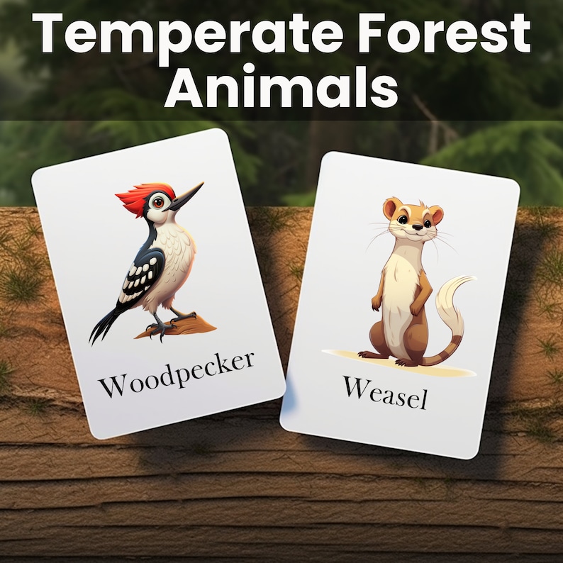 Temperate Forest Animal Printable Flash Cards Learning Tool - Etsy