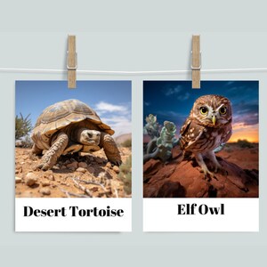 Desert Animal Flashcards Educational Printable Flashcards for Kids ...