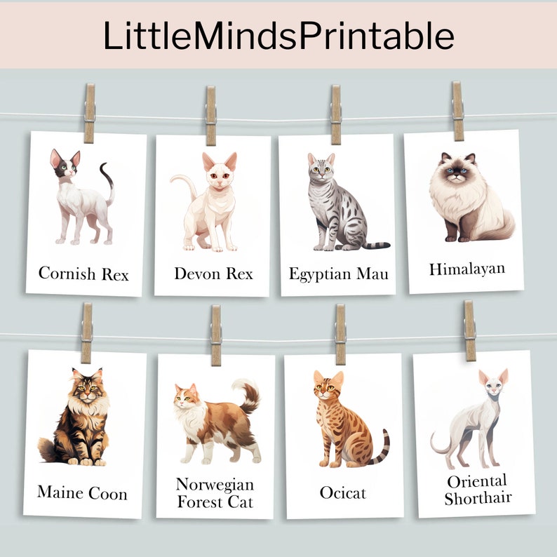 Cat Breed Printable Flash Cards Learning Tool for Education About Fun ...