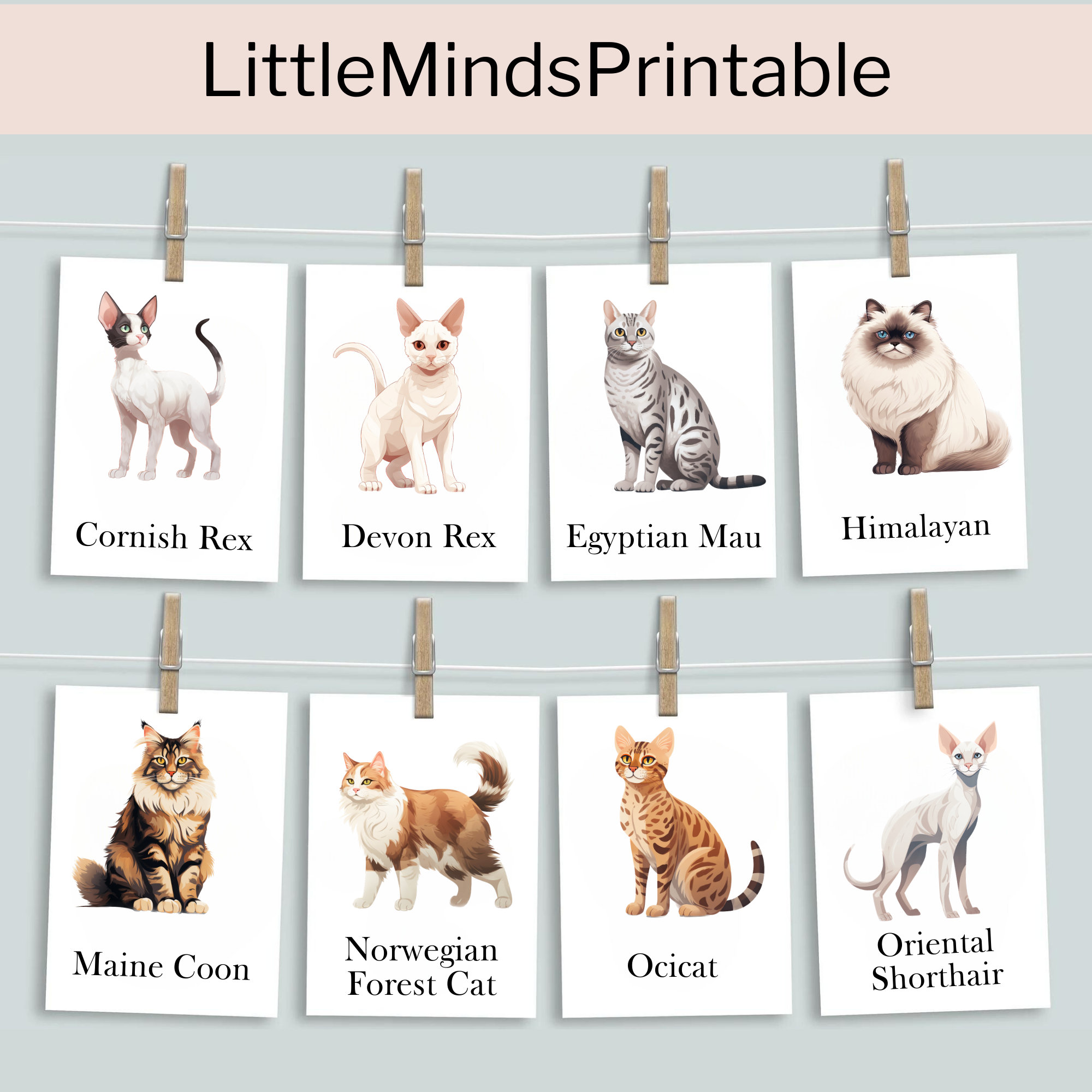 Cat Breed Printable Flash Cards Learning Tool for Education About Fun ...