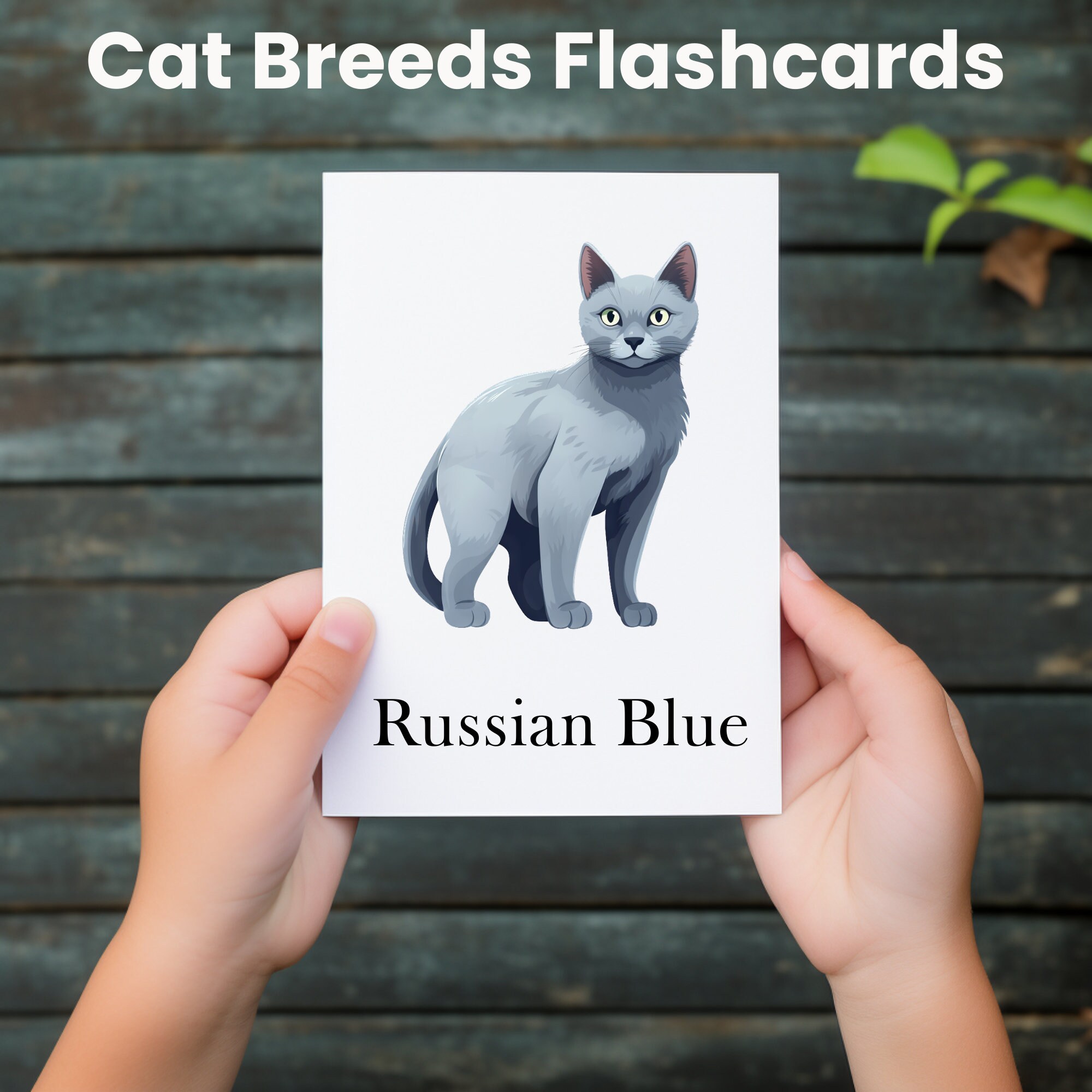 Cat Breed Printable Flash Cards Learning Tool for Education About Fun ...