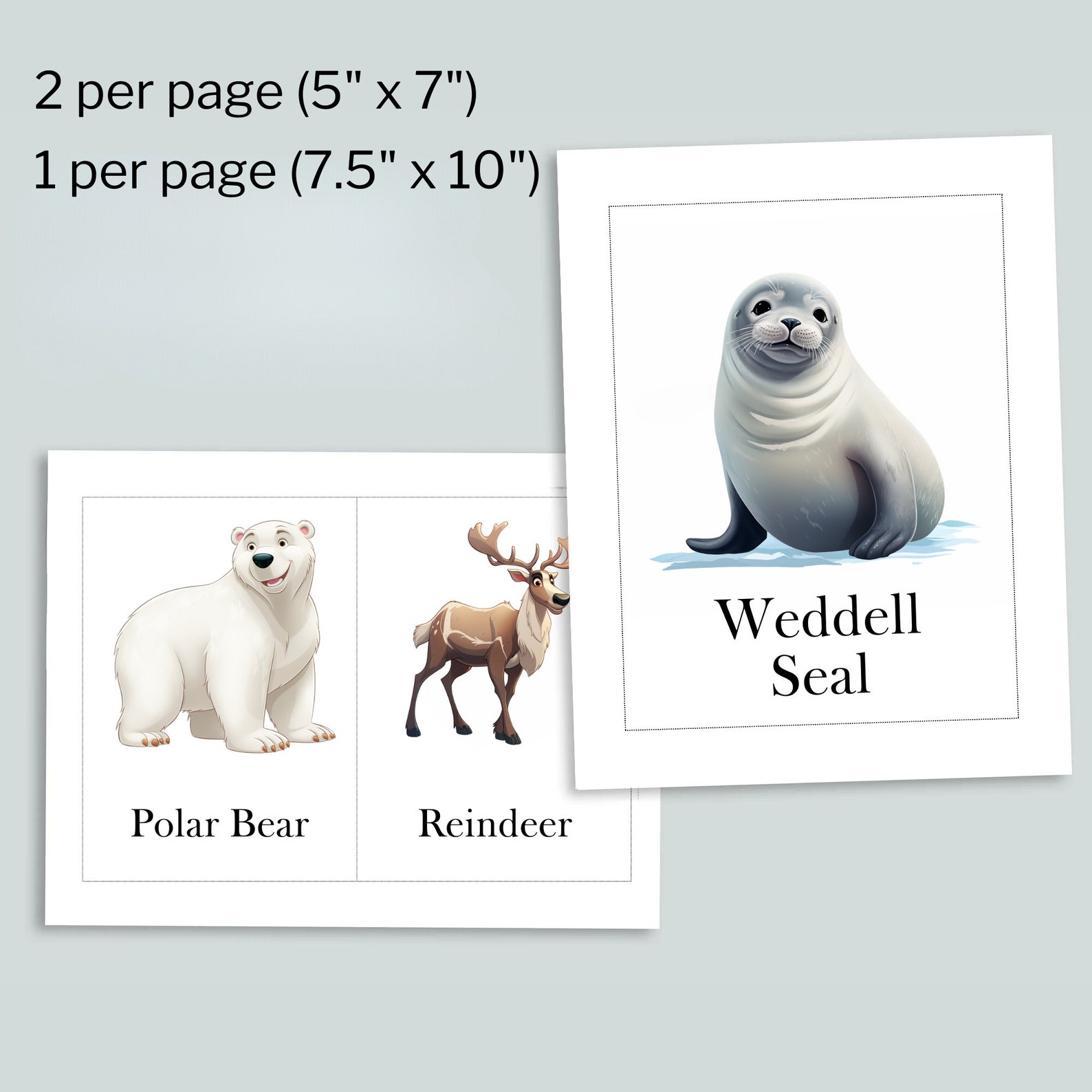 Polar Animal Printable Flash Cards Learning Tool for Education About ...