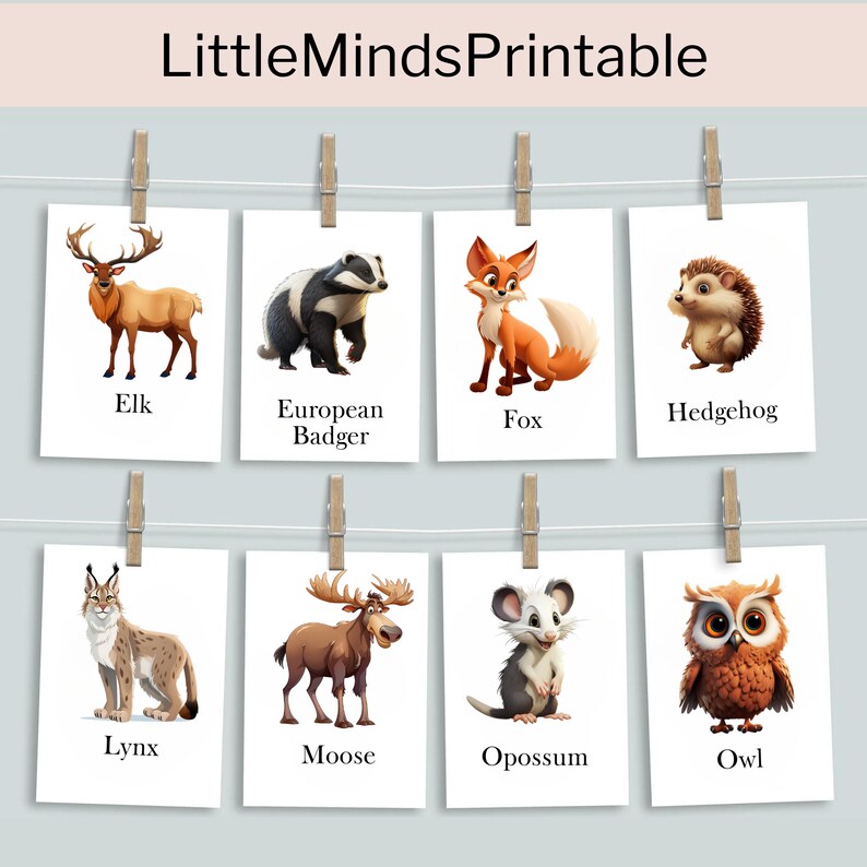 Temperate Forest Animal Printable Flash Cards Learning Tool - Etsy