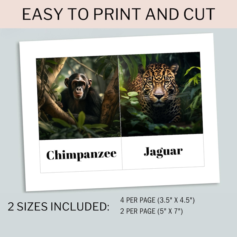 Tropical Rainforest Animal Printable Flashcards for Kids Printable ...