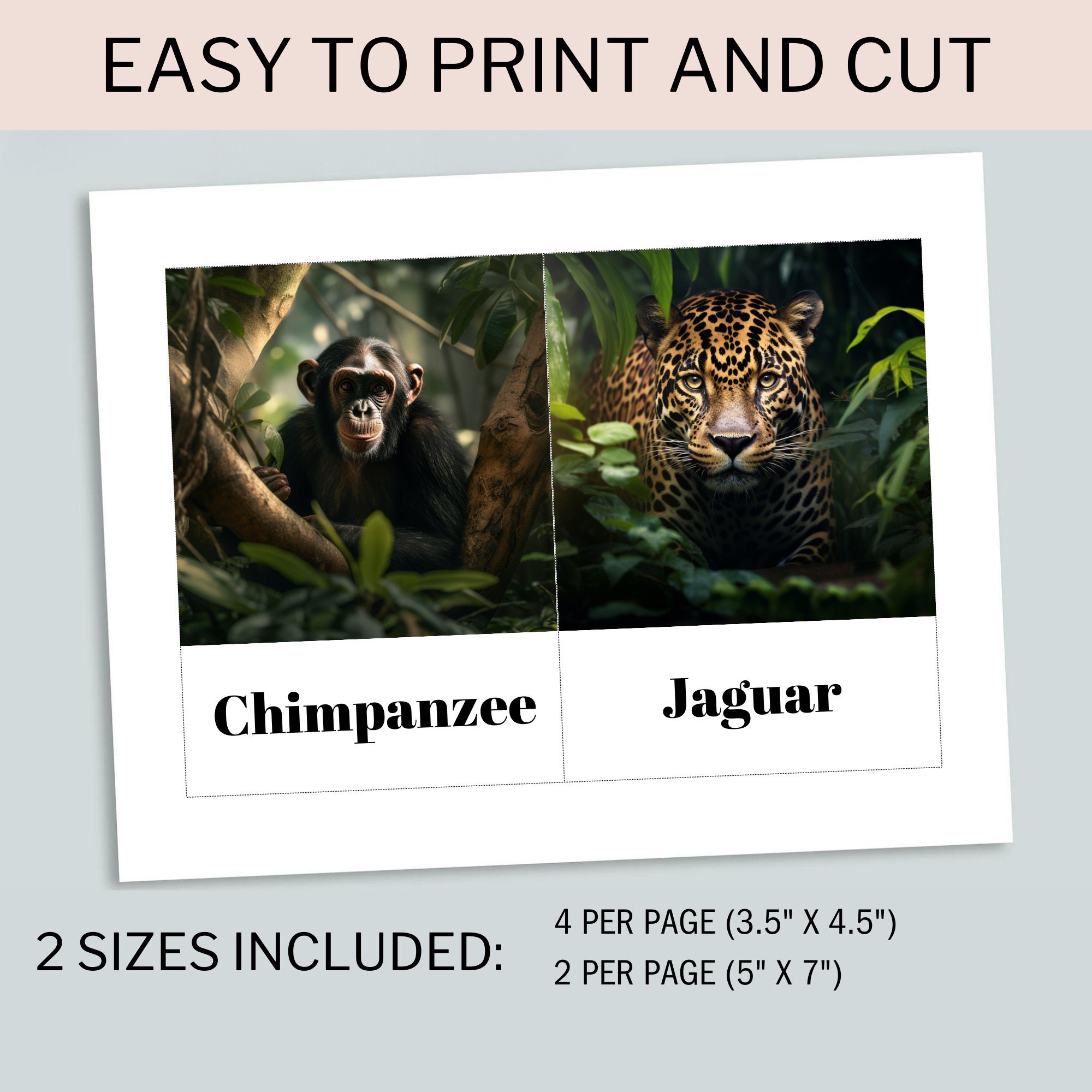Tropical Rainforest Animal Printable Flashcards for Kids Printable ...