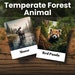 Temperate Forest Printable Animal Flashcards for Kids Printable Animal ...