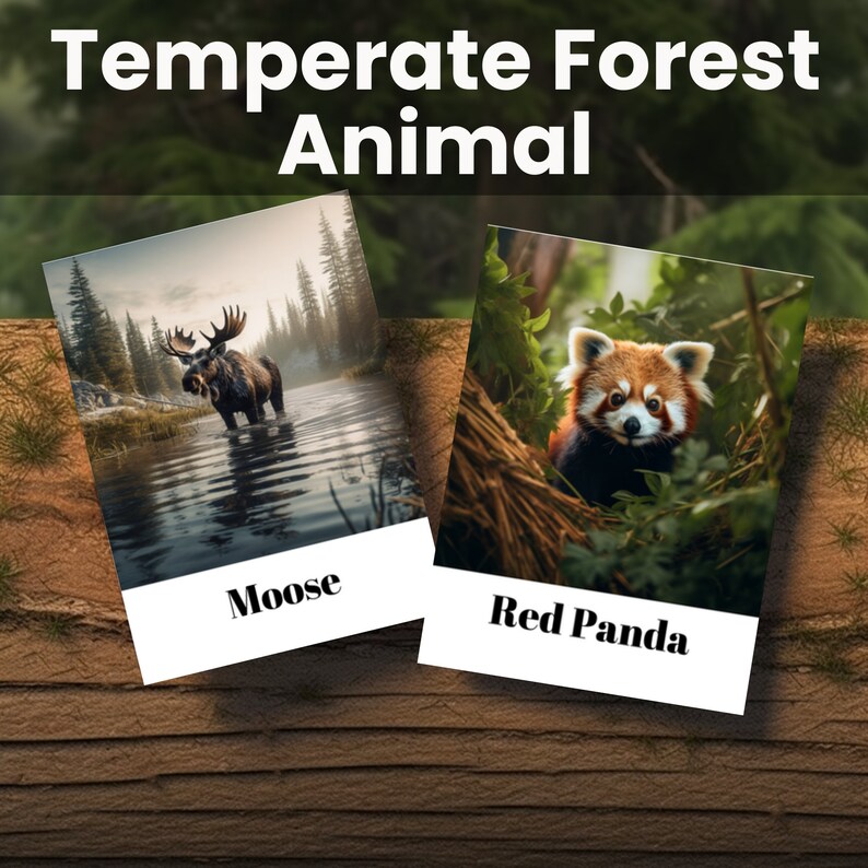 Temperate Forest Printable Animal Flashcards for Kids Printable Animal ...