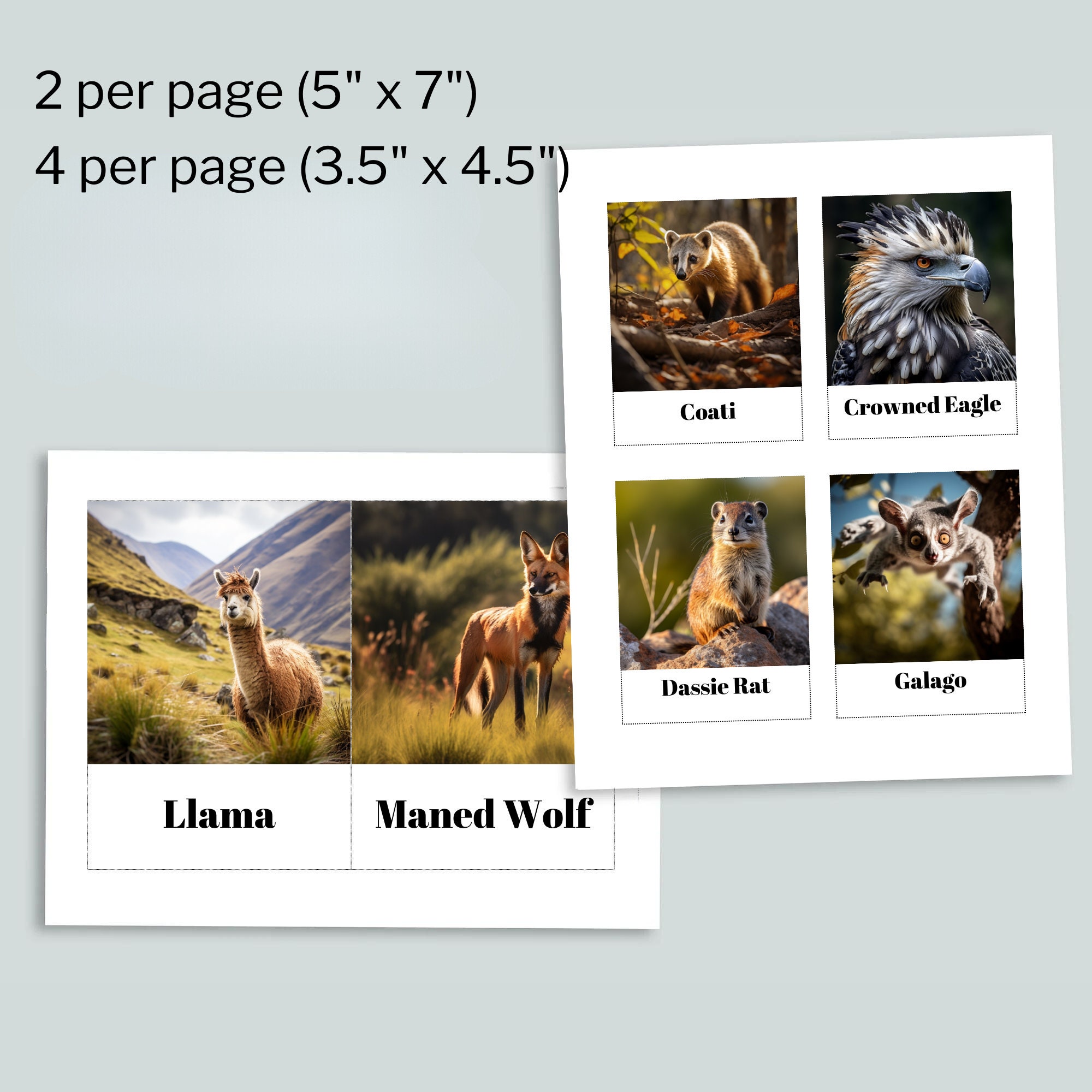 Dry Forest Animal Flashcards for Montessori Educational With Realistic ...