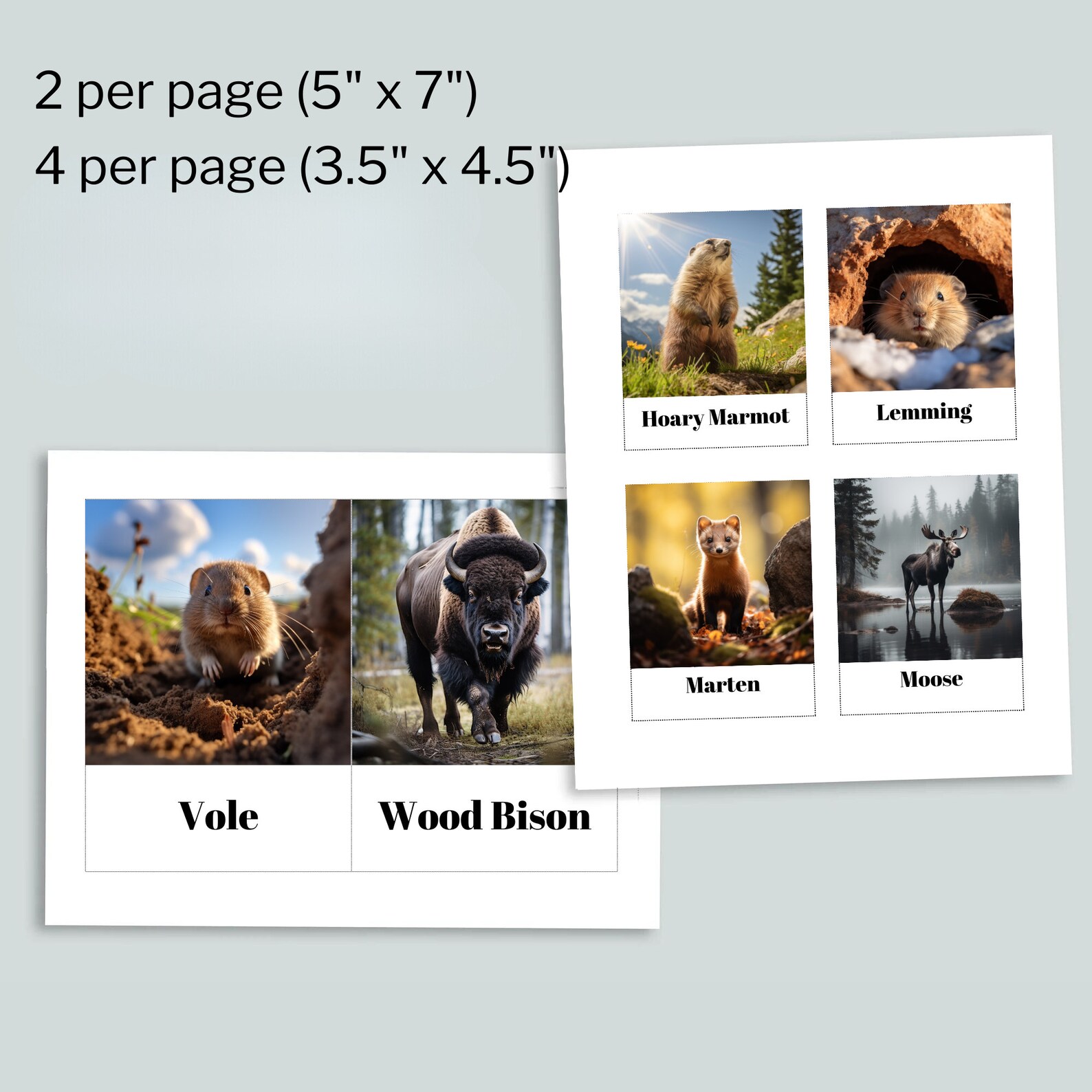 Boreal Forest Animal Flashcards Printable for Kids Animal Forest ...