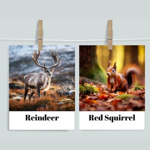 Boreal Forest Animal Flashcards Printable for Kids Animal Forest ...