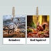 Boreal Forest Animal Flashcards Printable for Kids Animal Forest ...