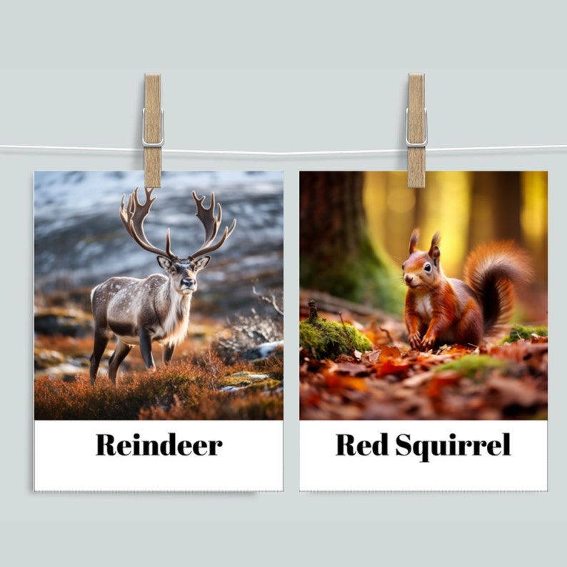 Boreal Forest Animal Flashcards Printable for Kids Animal Forest ...