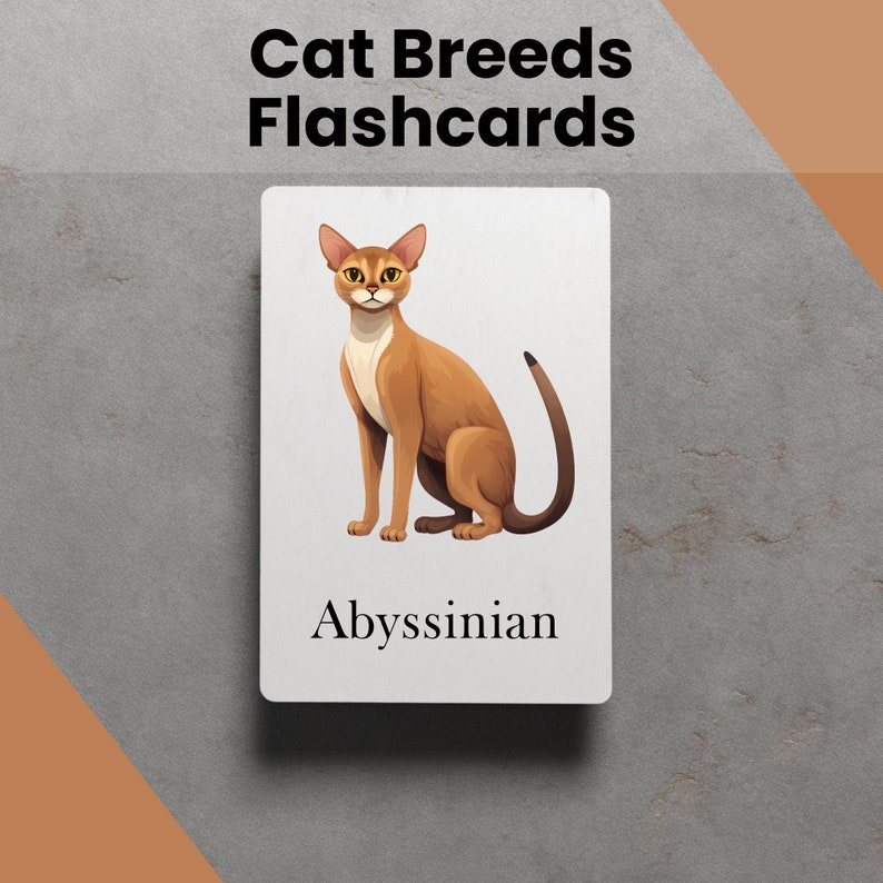 Cat Breed Printable Flash Cards Learning Tool for Education About Fun ...