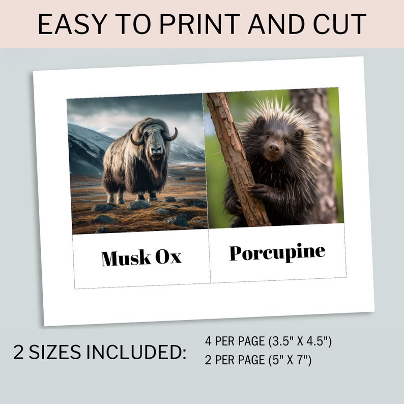 Boreal Forest Animal Flashcards Printable for Kids Animal Forest ...