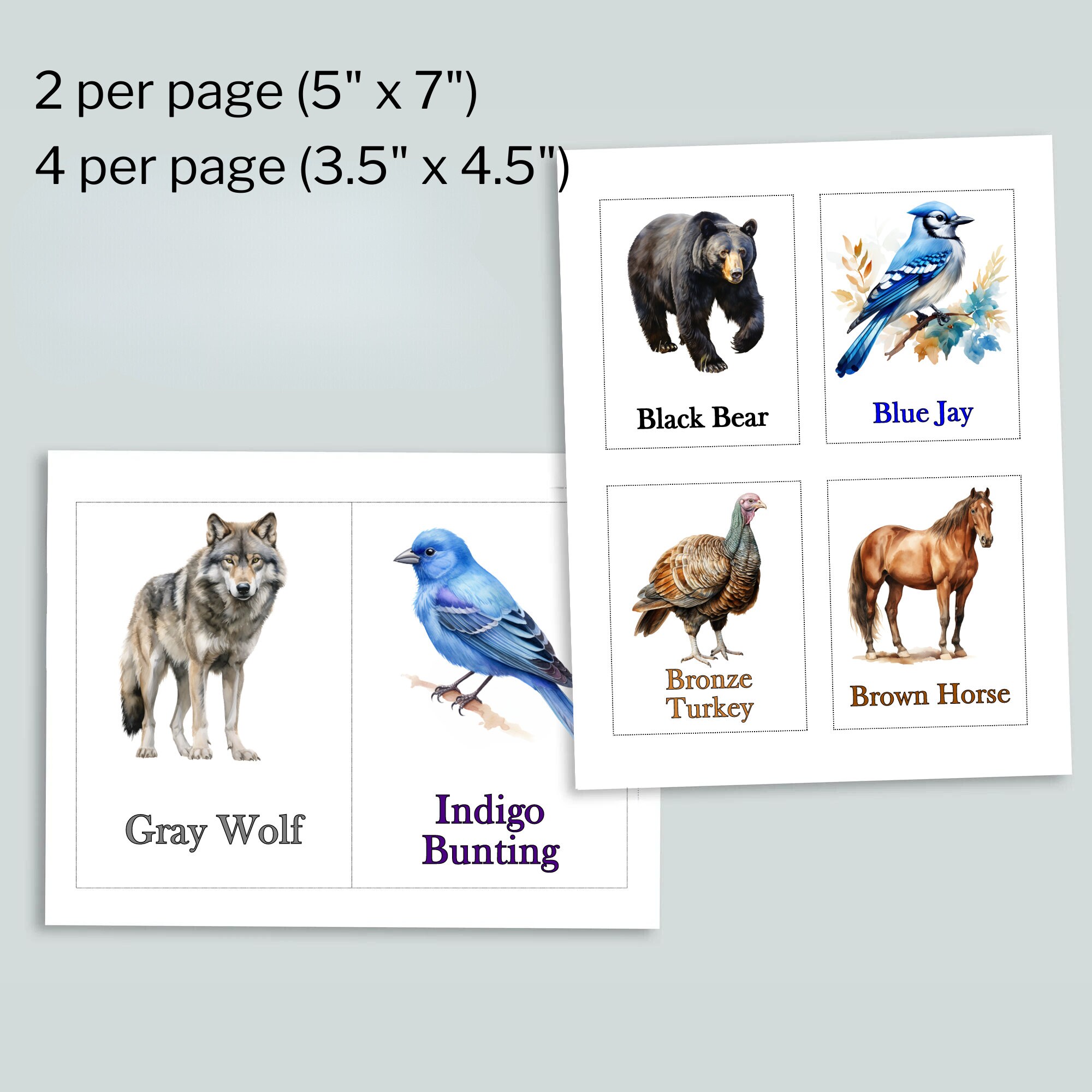 Colorful Animal Printable Flash Cards Learning Tool for Education About ...